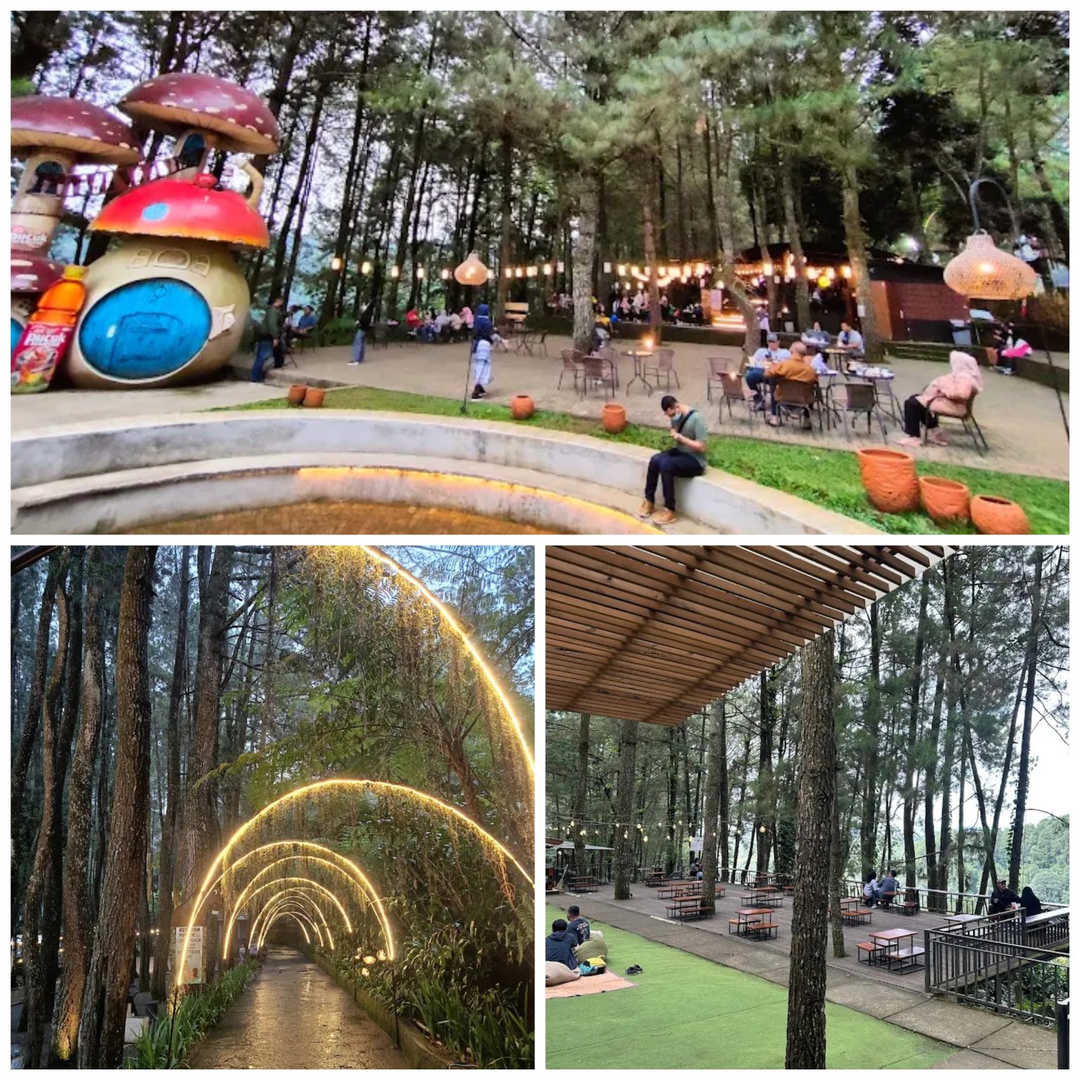 Kopi Daong Hutan Pinus Tempat Ngopi yang Populer dan Seindah itu di ...